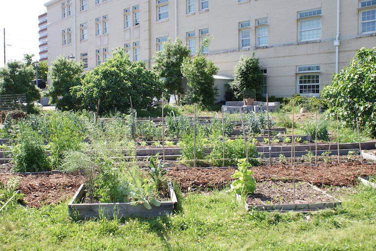 Garden - Sustainability | University of South Carolina