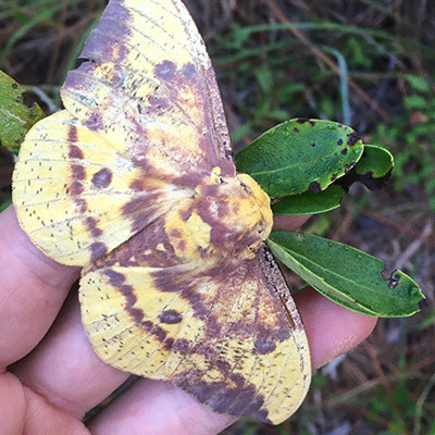 USC biologist revives historic moth and butterfly collection ...