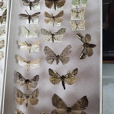 USC biologist revives historic moth and butterfly collection ...