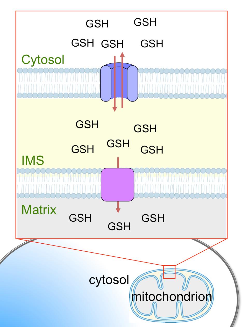 Glutathione and Subcellular Redox Control - My Chem/Biochem ...